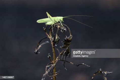 Field Grasshopper Photos And Premium High Res Pictures Getty Images