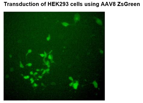 Aav8 Zsgreen