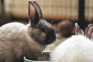 What Is Mounting Behavior In Rabbits — Rabbit Care Tips