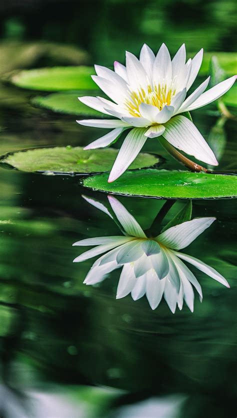 Nenúfares Fondo De Pantalla 4k Para Celular Móvil Y Iphone Id4628