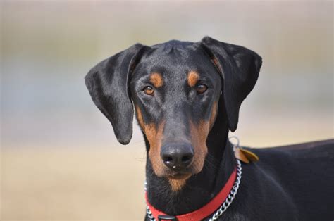 All Black Doberman With Floppy Ears