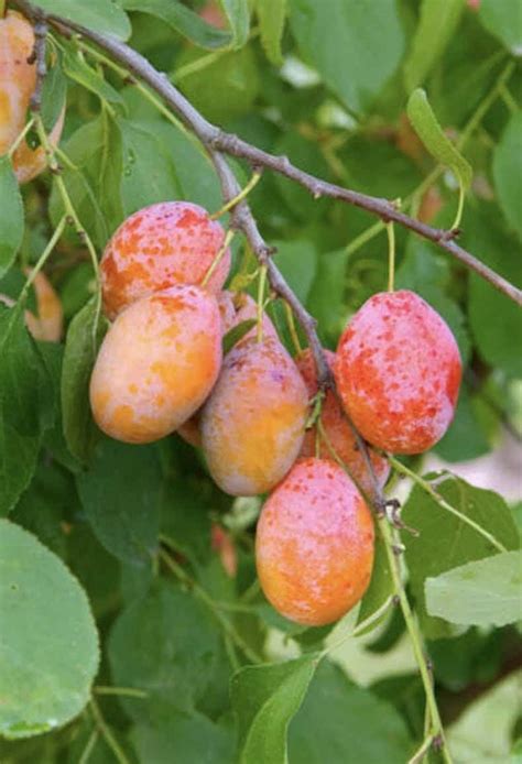 Slyva ‘tipala Tado Ūkis