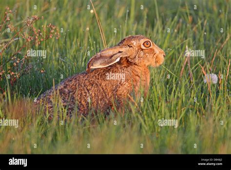 An Adult Brown Hare Lepus Europaeus Hiding In The Grass On Farmland