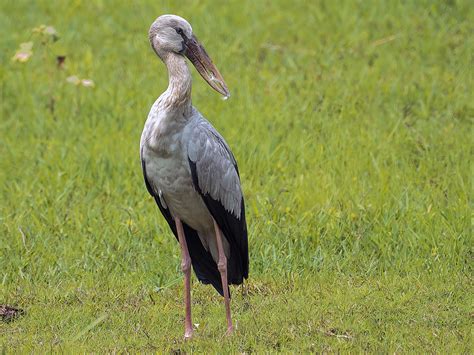 Asian Openbill Ebird