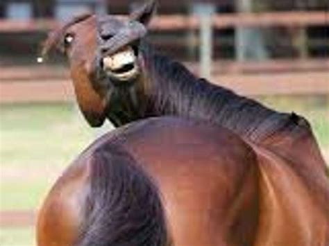 Funny Animal Posts For Gd Page 24 Xnxx Adult Forum