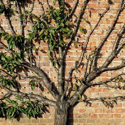 Pruning Honeysuckle The Complete Guide Roots Plants