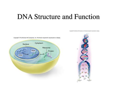 DNA Structure and Function - ppt download