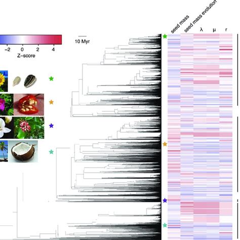 Seed Mass And Seed Mass Rate Of Evolution Correlate With Download