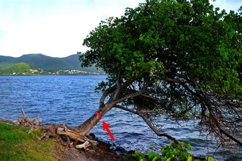 The Manchineel Tree The Worlds Most Dangerous Tree