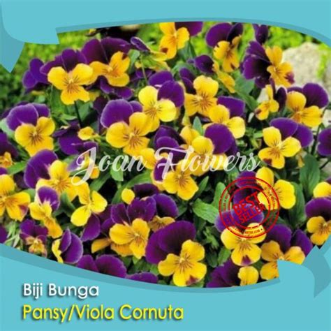 Kumpulan 44 Harga Tanaman Bunga Viola Yang Lagi Ngetrend Informasi