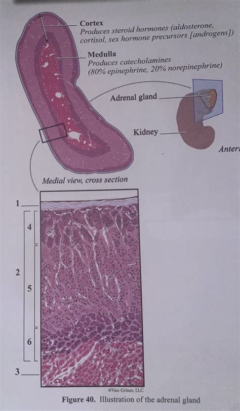 Lab 8 Adrenal Gland Diagram Diagram Quizlet