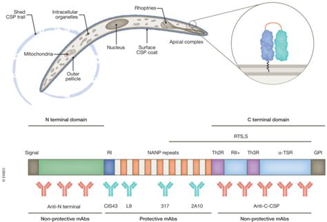 A Sting In The Tail—are Antibodies Against The C‐terminus Of Plasmodium