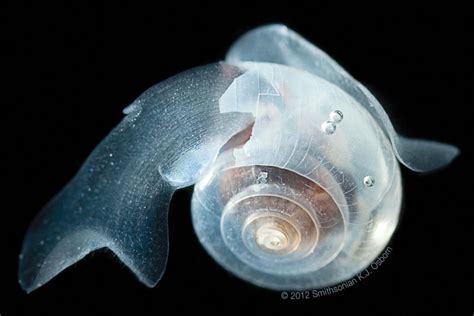 What Tiny Mollusks In Antarctica Can Tell Us About Ocean Acidification Hub