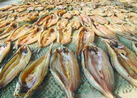 Fish Dehydration Baixin