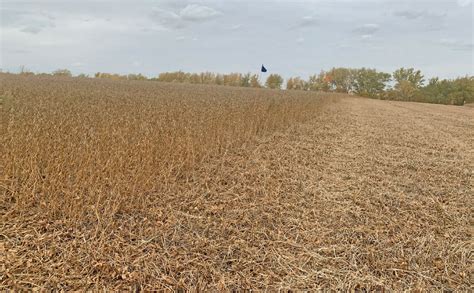 Cover Crop Biomass