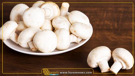 سودەکانی قارچک بۆلەشی مرۆڤ