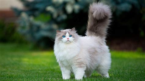 Fluffy Cats Wallpapers Wallpaper Cave