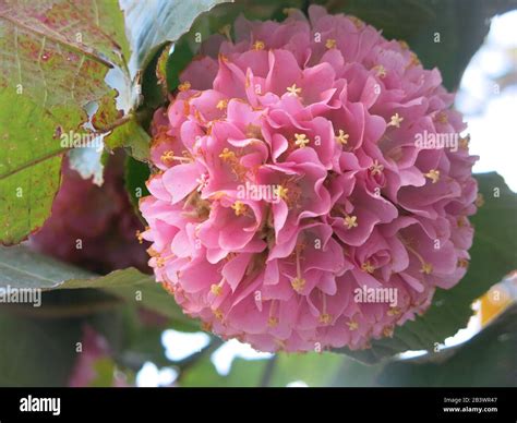 Close Up Of The Pink Pom Pom Flower Head Of Dombeya X Cayeuxii A