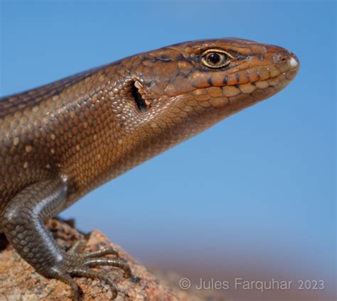 Liopholis Aputja Discovered In South Australia