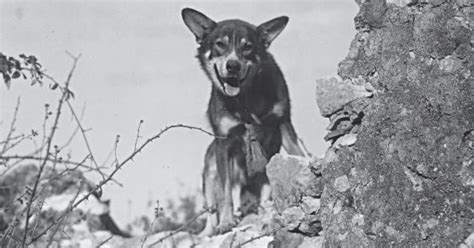 Chips El Perro Centinela Más Laureado De La Segunda Guerra Mundial Que