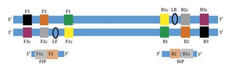 Schematic Representation Of The Primers Designed For The Rt Lamp Assay