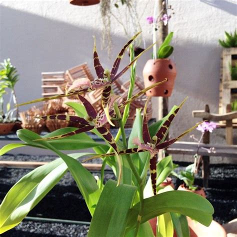 Brassidium Plants Garden