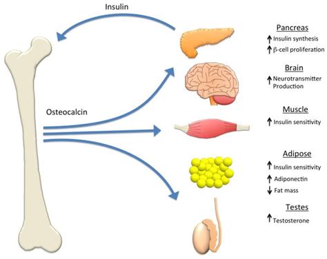 Deteksi Osteocalcin Dengan Elisa Kit Dari Elabscience Pt Indogen