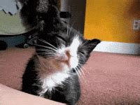 Cat Flashbang S Find And Share On Giphy