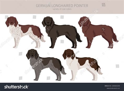 German Longhaired Pointer Clipart Different Poses Stock Vector Royalty