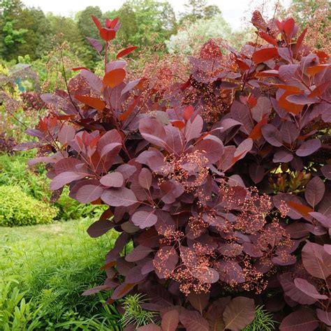 Smokebush Grace Cotinus Coggygria Mygardenlife