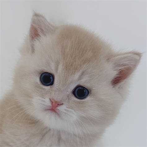 브리티쉬숏헤어 클림 퍼스트캣ㆍ24시 고양이분양ㆍ전국 안심홈서비스 브리티쉬숏헤어 클림 퍼스트캣ㆍ24시 고양이분양ㆍ전국 안심홈서비스