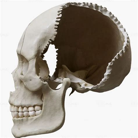 Skull Internal Structure Medical Illustration