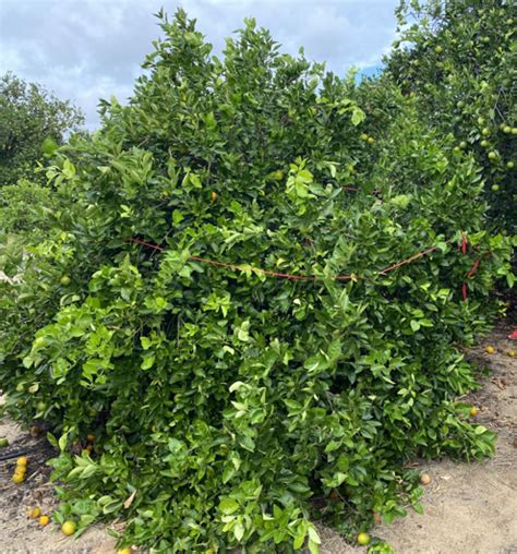Figure 1 Citrus Industry Magazine