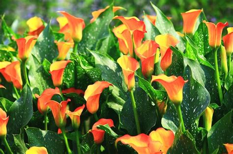 Euphorbium Images Free Download On Freepik