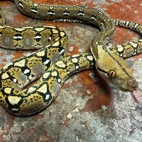 Dwarf Kalatoa Selayer Hogs Reticulated Python By Reach Out Reptiles Llc