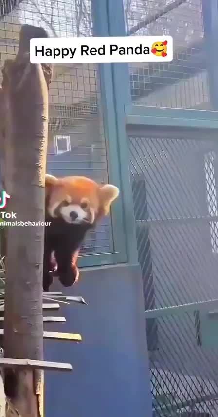 Red Pandas Album On Imgur