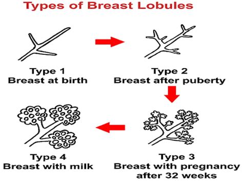Physiology Of Lactation Pptx