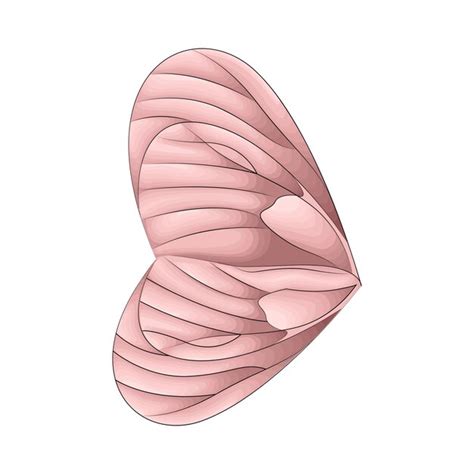 Ilustración Del Ala Vector Premium