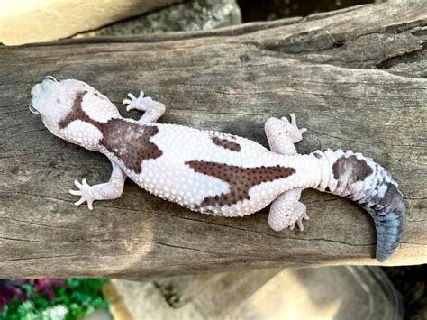 26 African Fat Tailed Gecko Morphs And Colors With Pictures