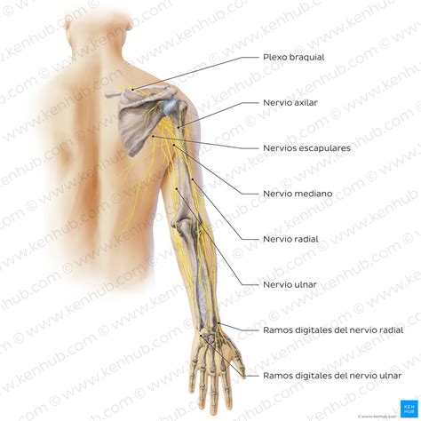 Mano Y Muñeca Huesos Músculos Arterias Y Nervios Kenhub