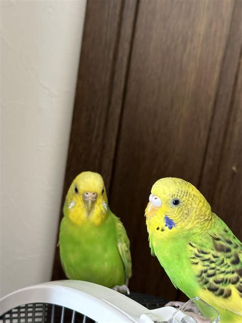 Budgie Gender Rbudgies