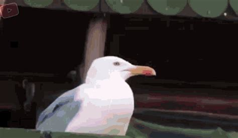 Funny Seagull Screaming Meme Red Eyes 