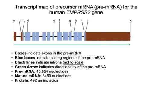 Solved Transcript Map Of Precursor Mrna Pre Mrna For The