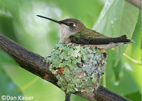 Where Do Ruby Throated Hummingbirds Make Nests Euol