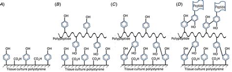 A Schematic Representation Of The Photo Crosslinking Modification