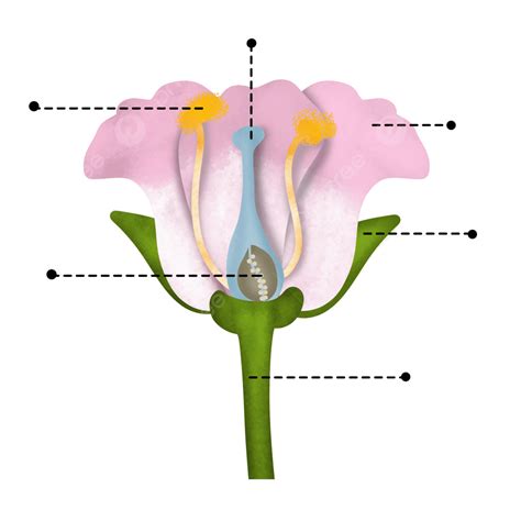 Flower Structure Diagram