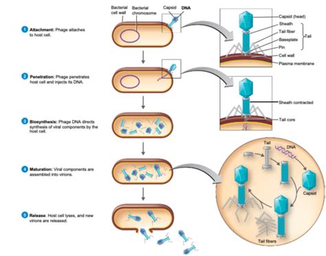 Chapter 13 Learning Objectives Flashcards Quizlet