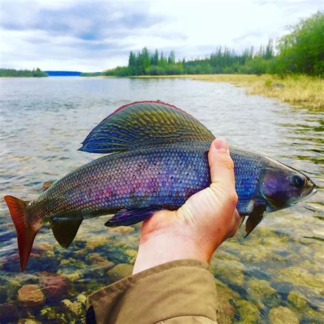 Arctic Grayling Bait At Indiana Seery Blog