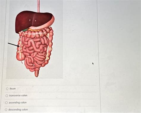 Solved Name The Structure Seminal Vesicle Testis Epididymus