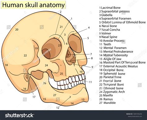 Mastoid Part Of Temporal Bone